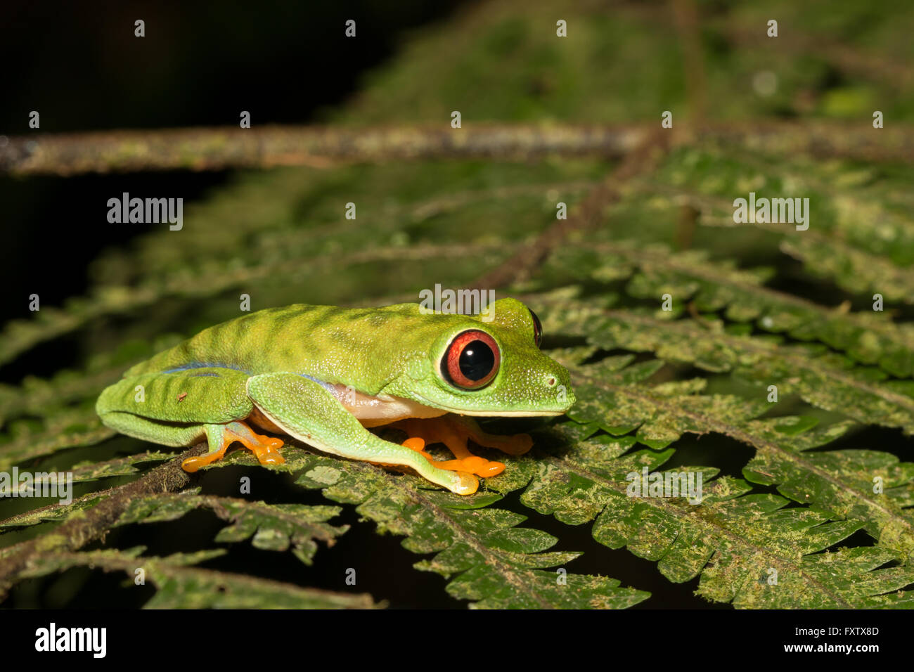 Estación biológica la selva hi-res stock photography and images - Alamy
