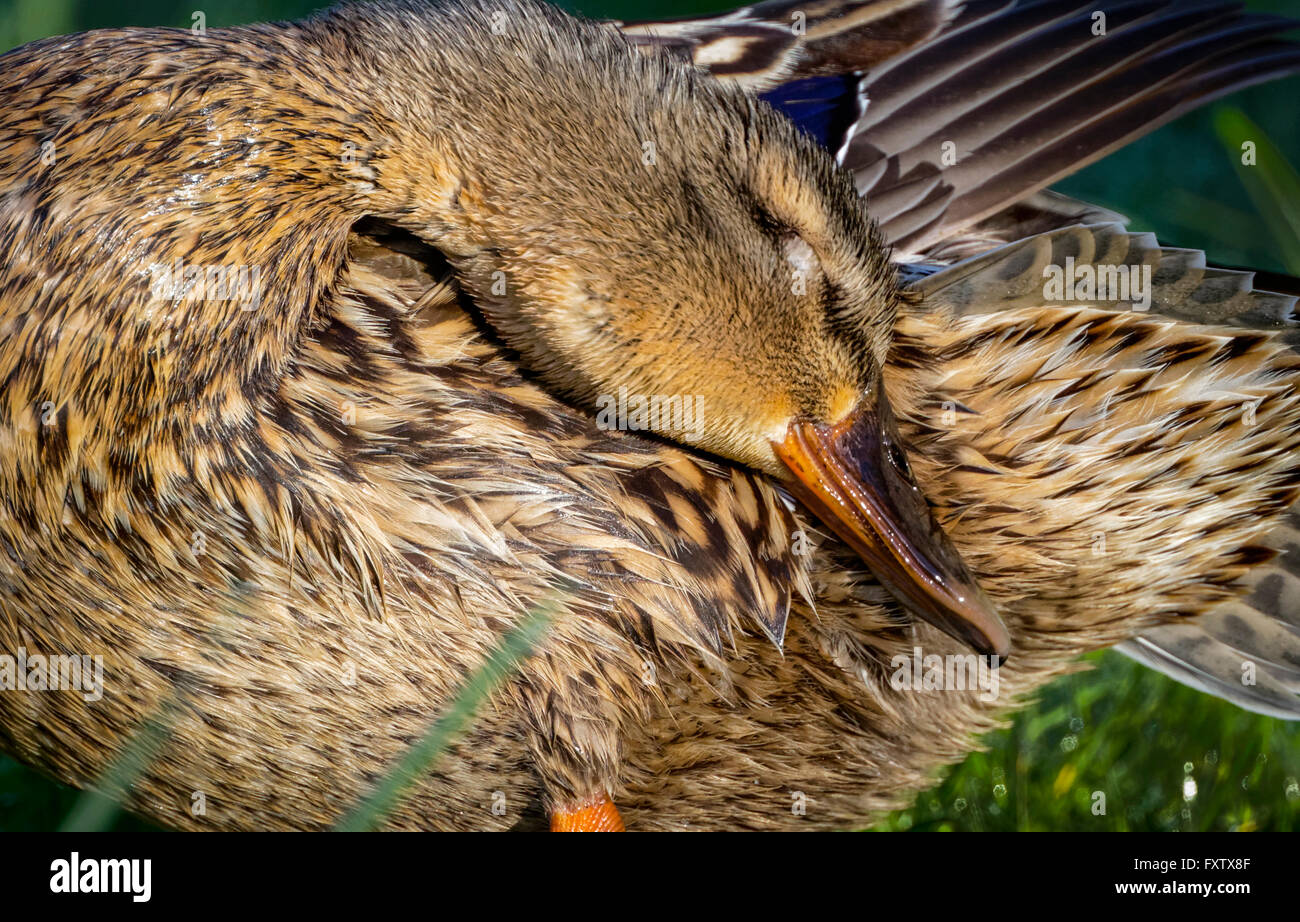 Detail of female mallard duck preening on bank 2 Stock Photo - Alamy