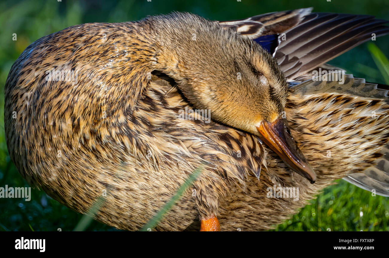 Detail of female mallard duck preening on bank 3 Stock Photo - Alamy