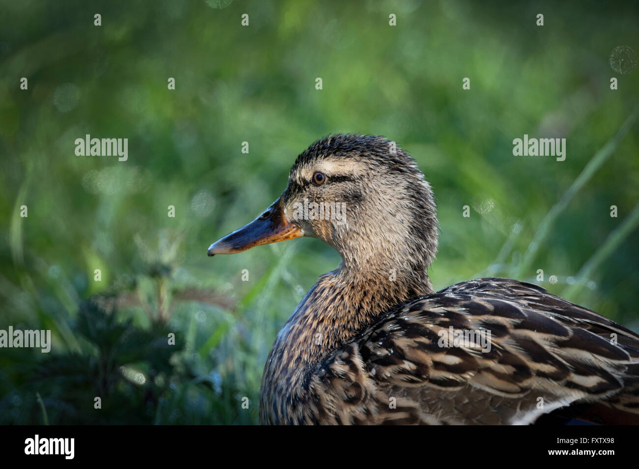 Mallard duck preening feathers hi-res stock photography and images - Alamy