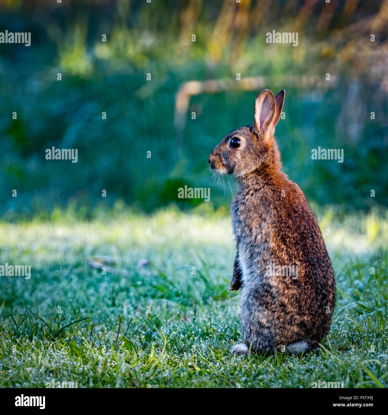 Rabbit meadow uk hi-res stock photography and images - Alamy