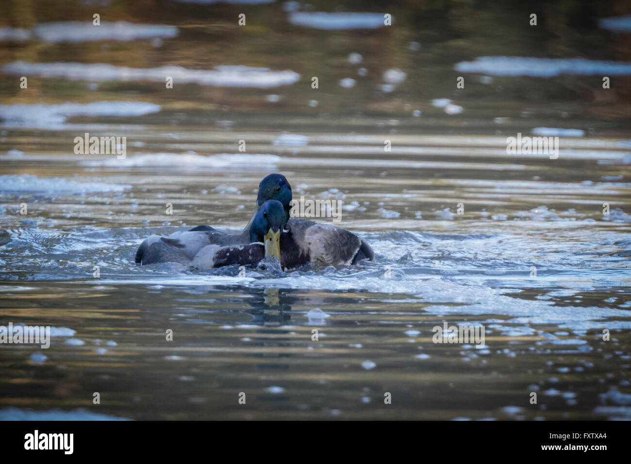 Duck fight hi-res stock photography and images - Alamy