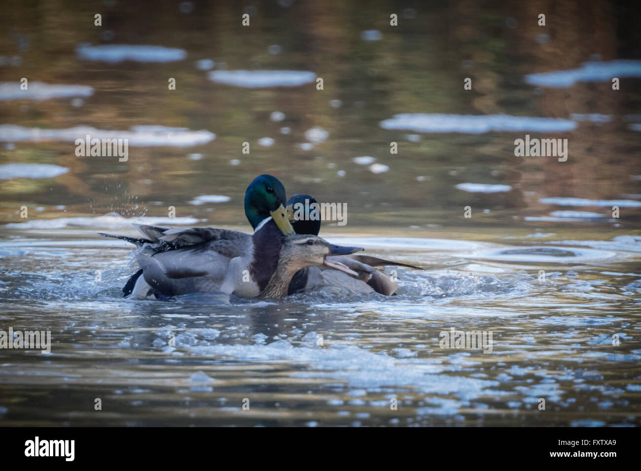 two male ducks fighting and trying to mate with drowning female 2 Stock ...