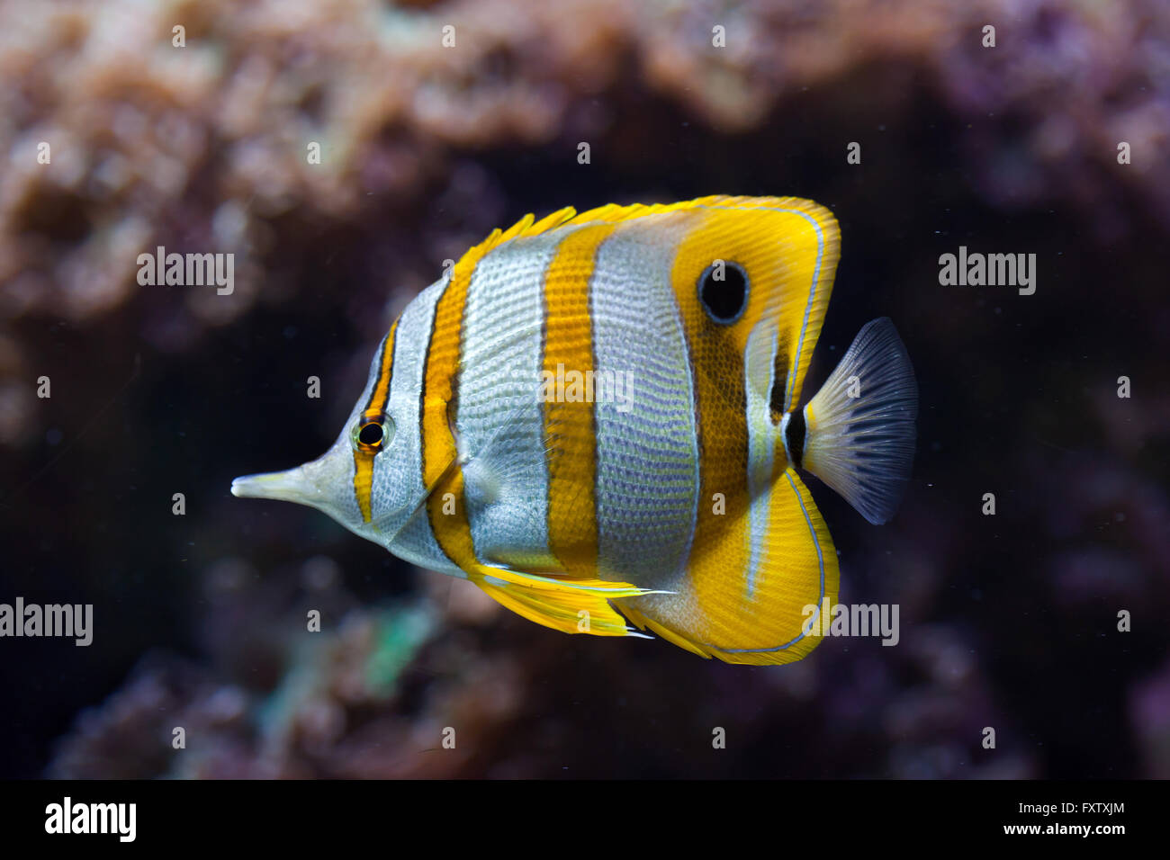 Copperband butterflyfishes hi-res stock photography and images - Alamy