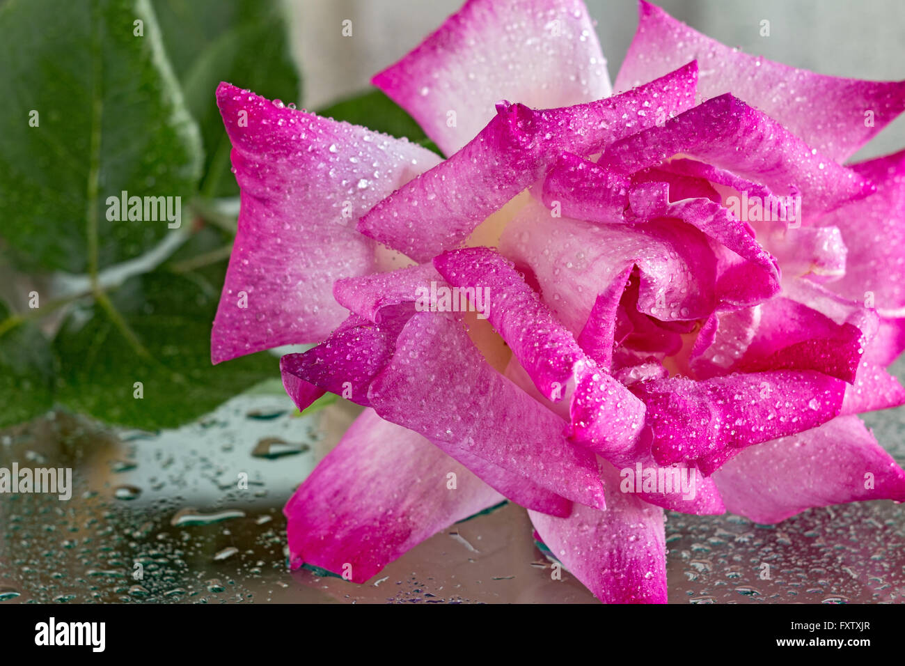 wet pink rose Stock Photo - Alamy