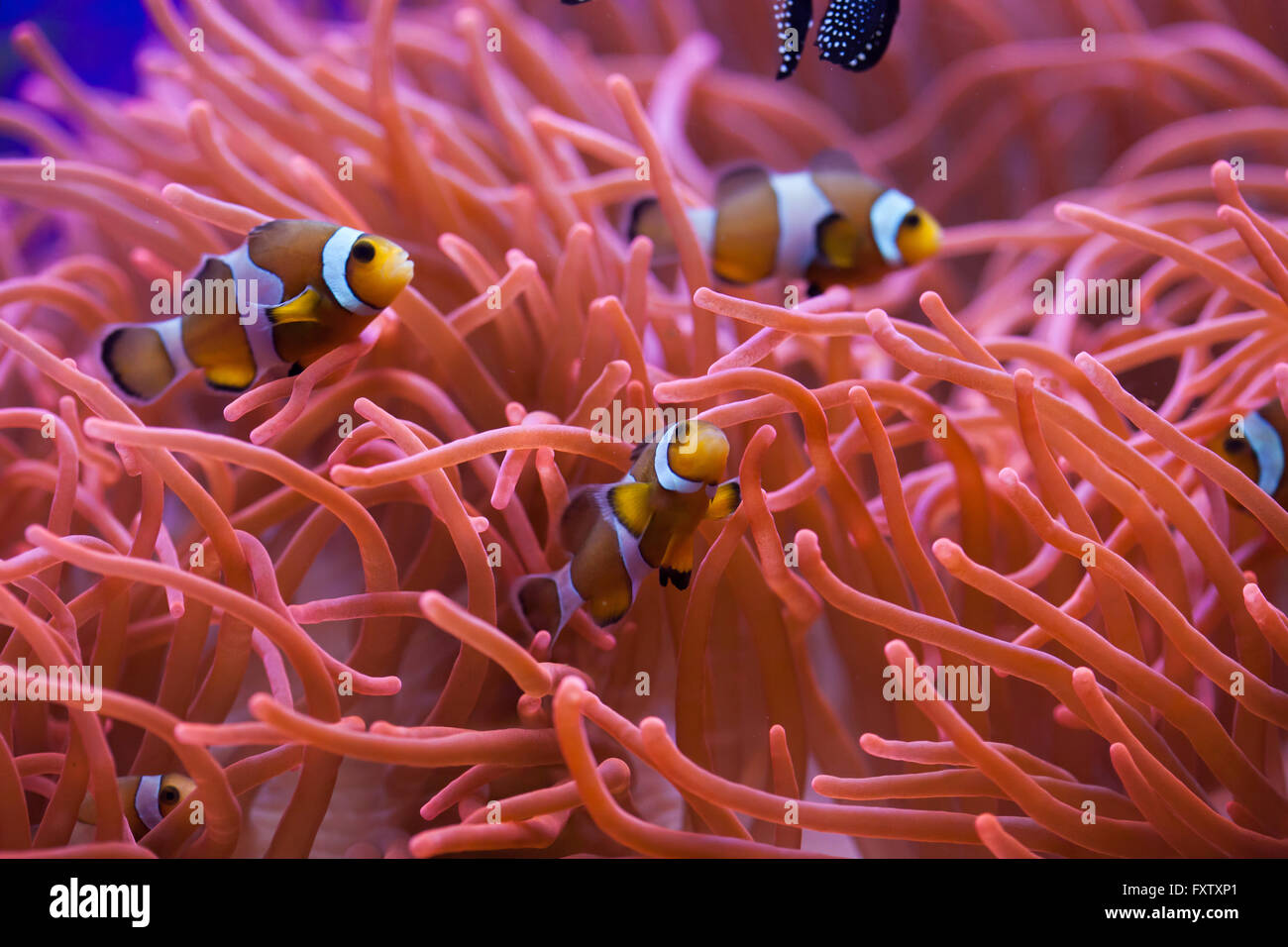 Ocellaris clownfish (Amphiprion ocellaris) swimming in the magnificent ...