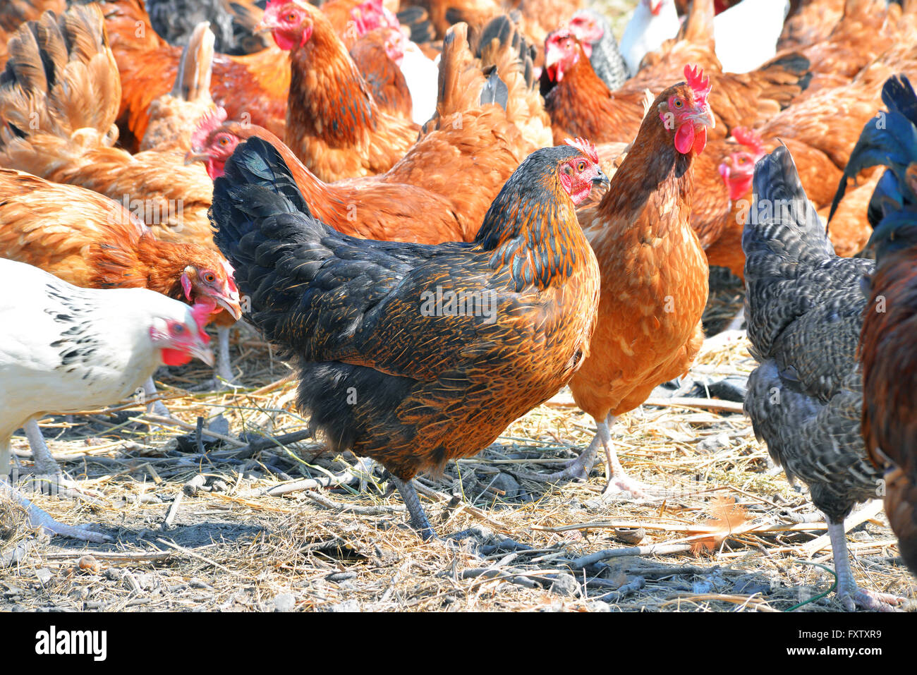 Poultry farm animal hi-res stock photography and images - Alamy