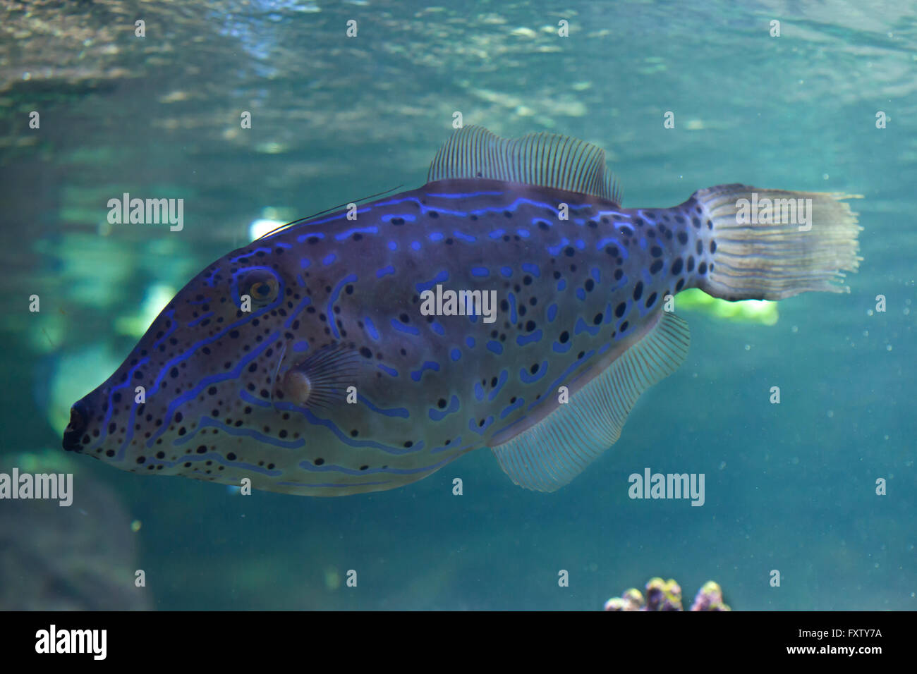 Scribbled leatherjacket filefish (Aluterus scriptus) in the Genoa ...