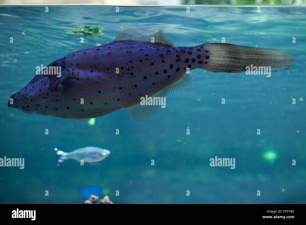 Scribbled leatherjacket filefish (Aluterus scriptus) in the Genoa ...