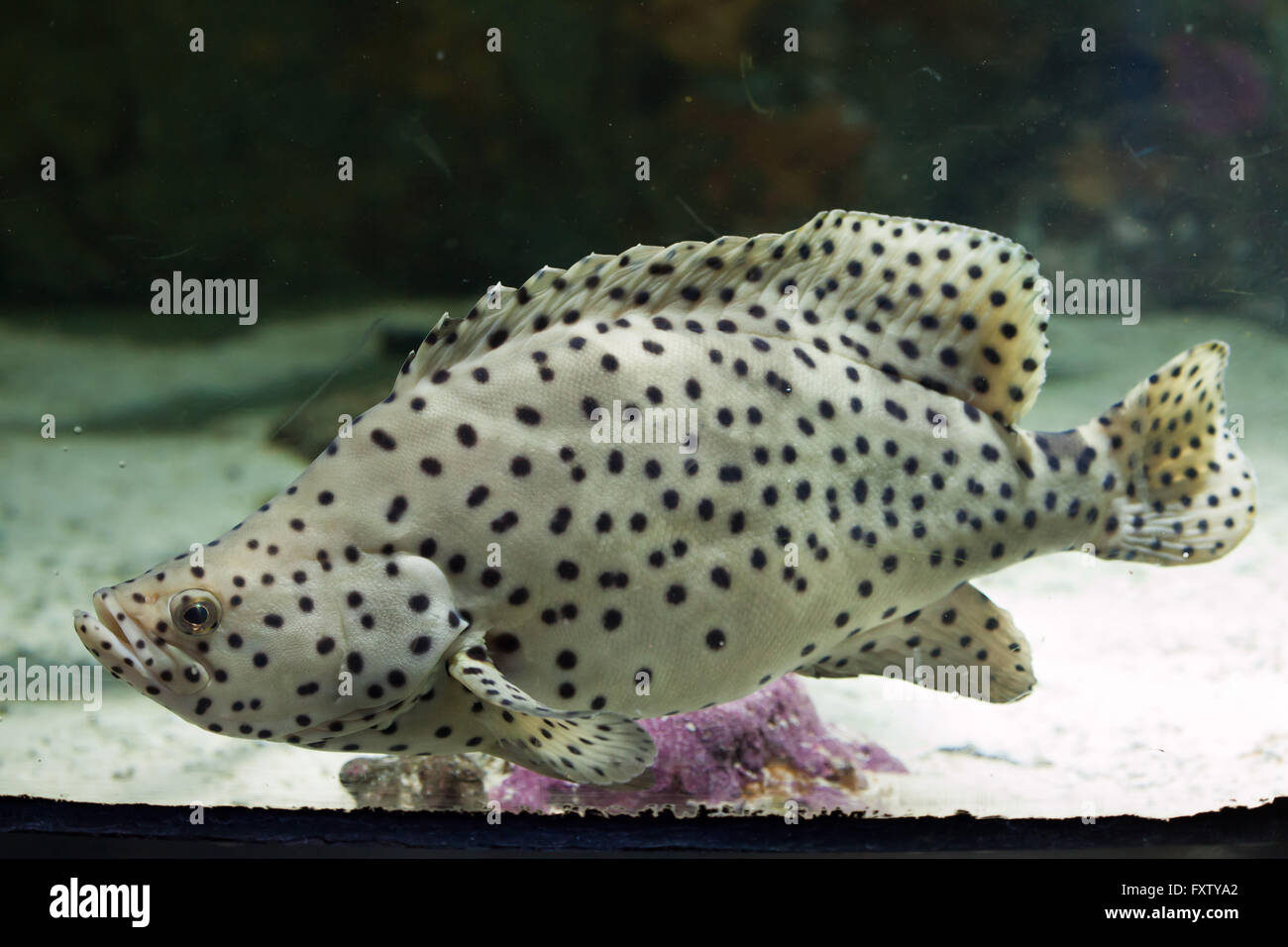 Humpback grouper (Cromileptes altivelis), also known as the panther ...