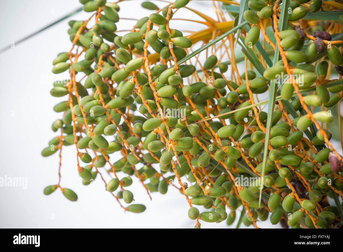 Brightly coloured dates hi-res stock photography and images - Alamy