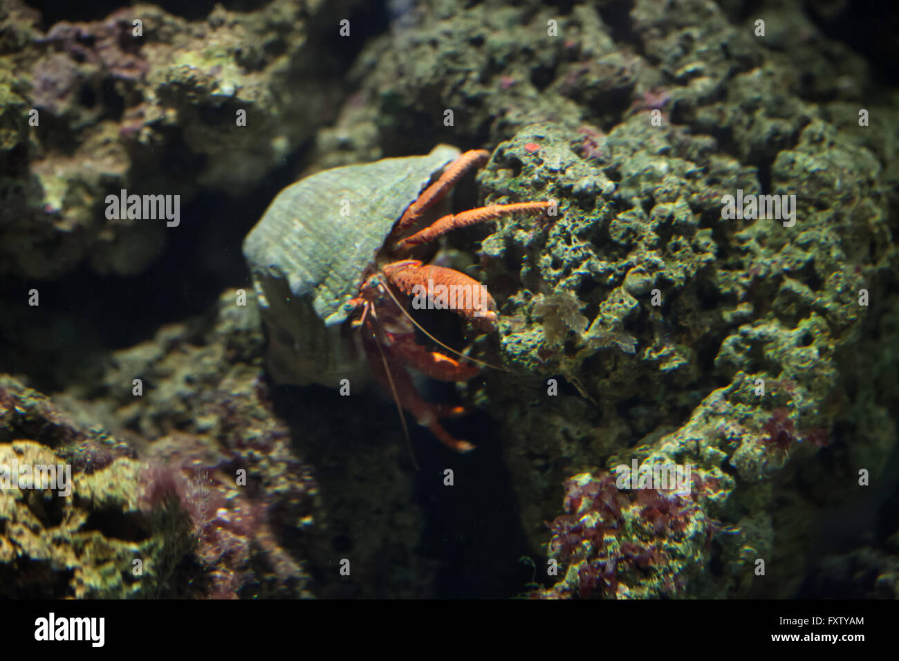 Hermit crab (Pagurus prideaux) in the Genoa Aquarium in Genoa, Liguria ...