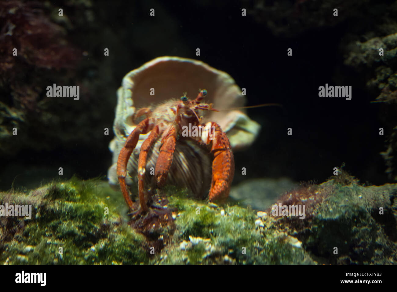 Hermit crab (Pagurus prideaux) in the Genoa Aquarium in Genoa, Liguria ...