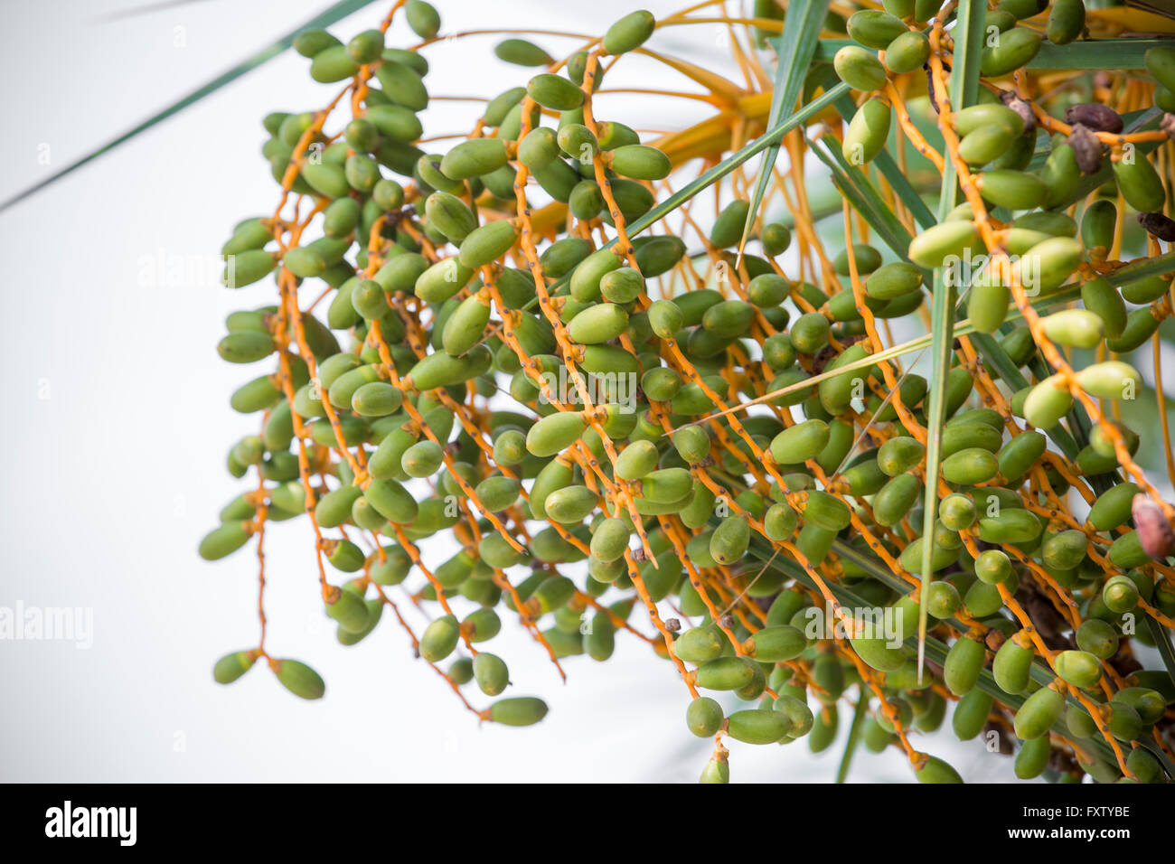 Dates unripe in the branches of a palm tree in munshigonj, Dhaka ...