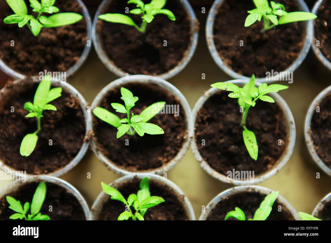 The Beautiful little seedlings in cups close up Stock Photo - Alamy