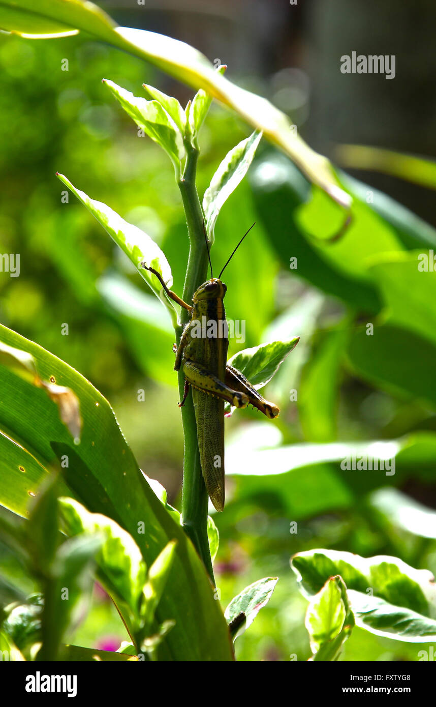 green tropical locust sitting on a branch, Thailand Stock Photo - Alamy