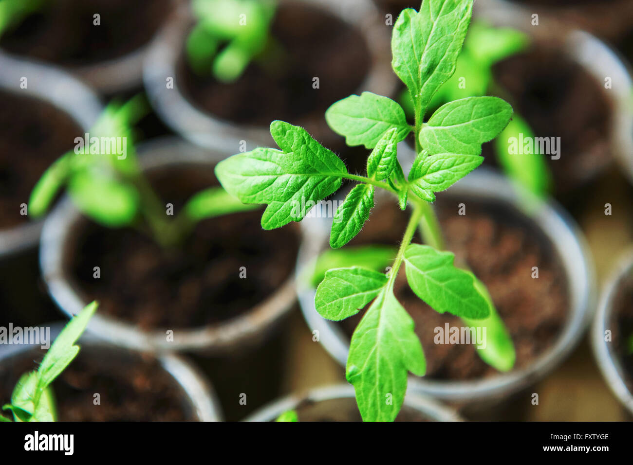 The Beautiful little seedlings in cups close up Stock Photo - Alamy