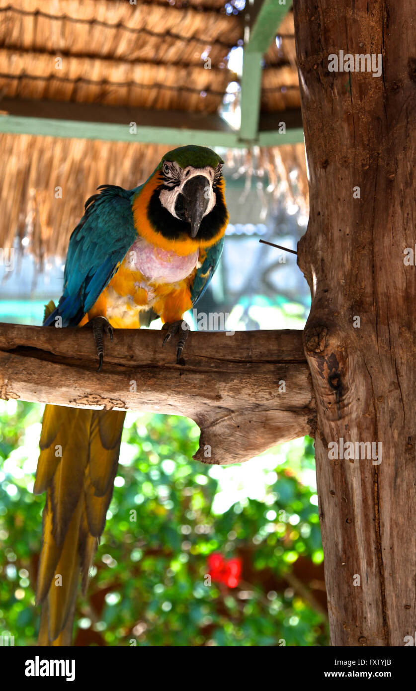 parrot sits on a tree branch in the tropics Stock Photo - Alamy