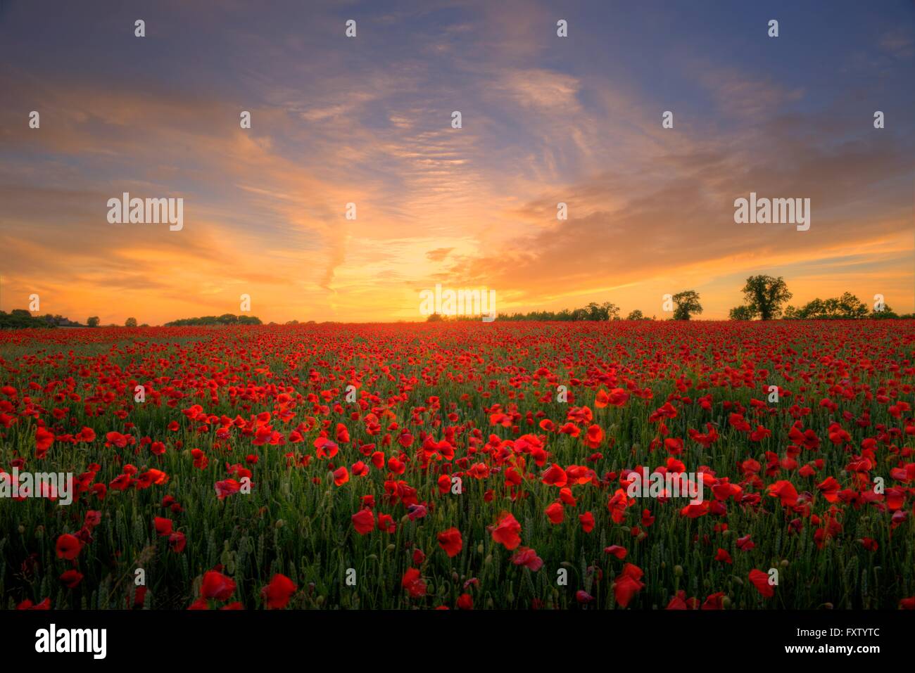 Remembrance Field of Hope, Poppy field near Upper Rissington, Cotswolds ...