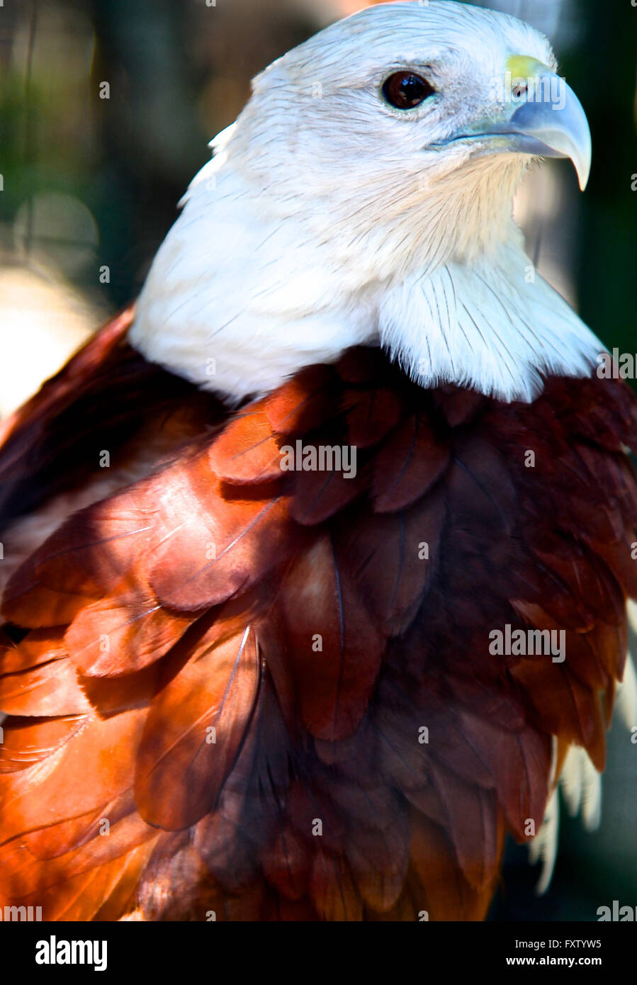 Portrait of a bald eagle with brown feathers Stock Photo - Alamy