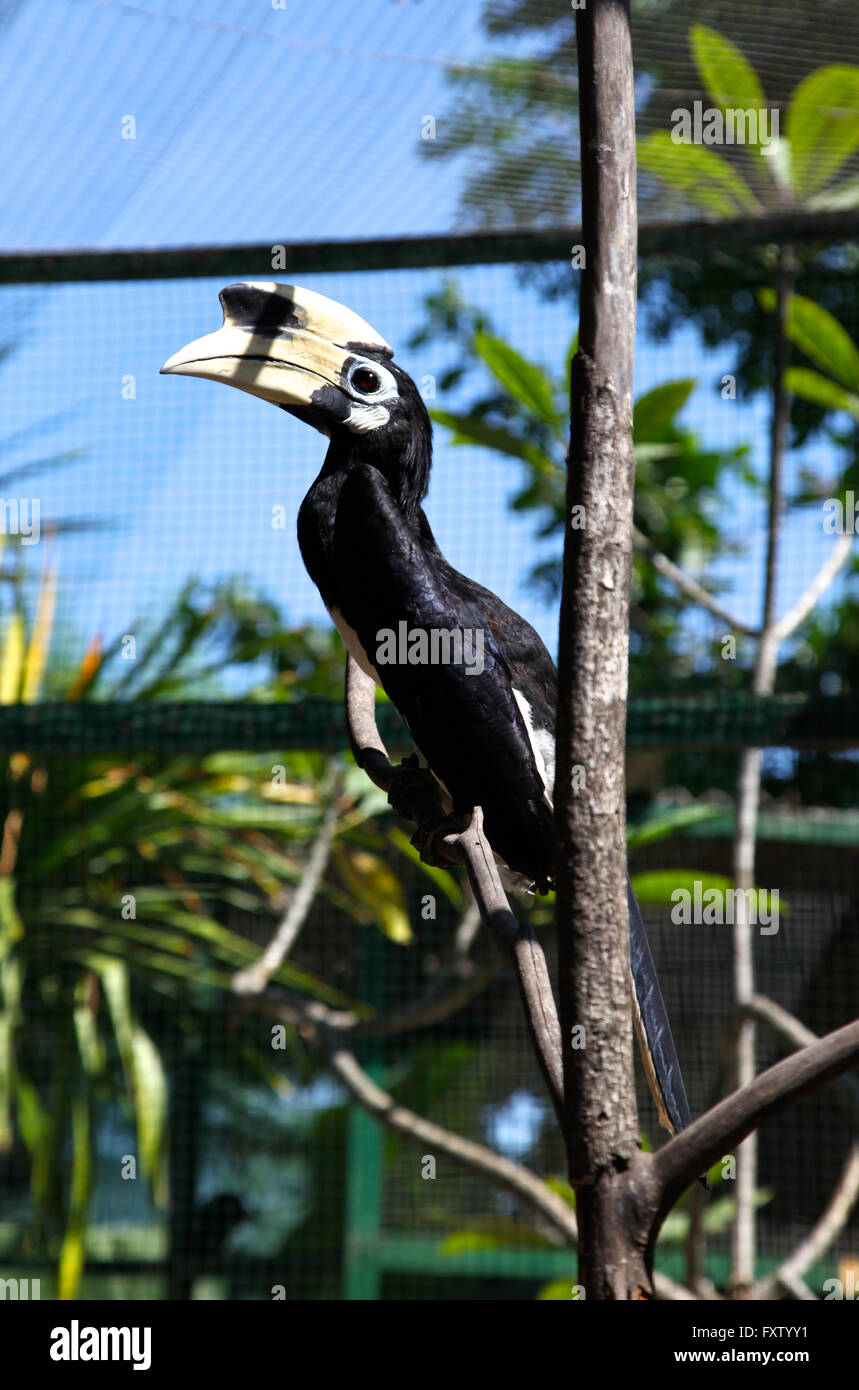 secretary bird sitting on a tree branch in the tropics Stock Photo - Alamy