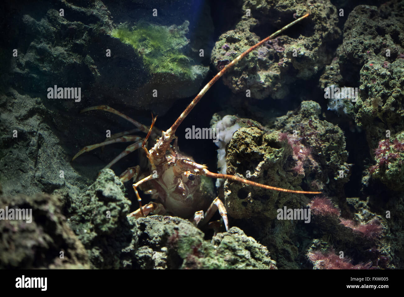 Common spiny lobster (Palinurus elephas), also known as the ...