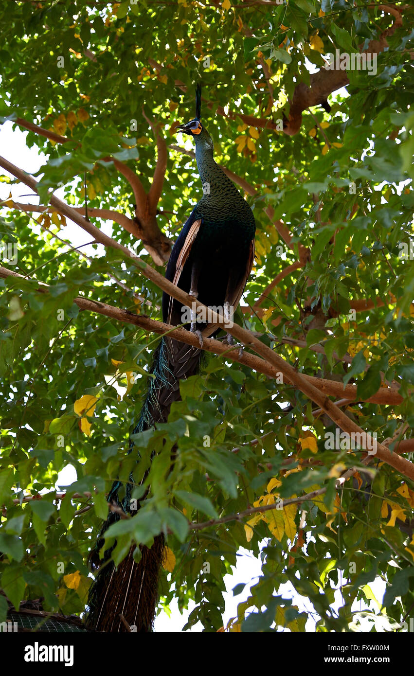 Proud Peacock sitting on a tree branch in the tropics Stock Photo - Alamy