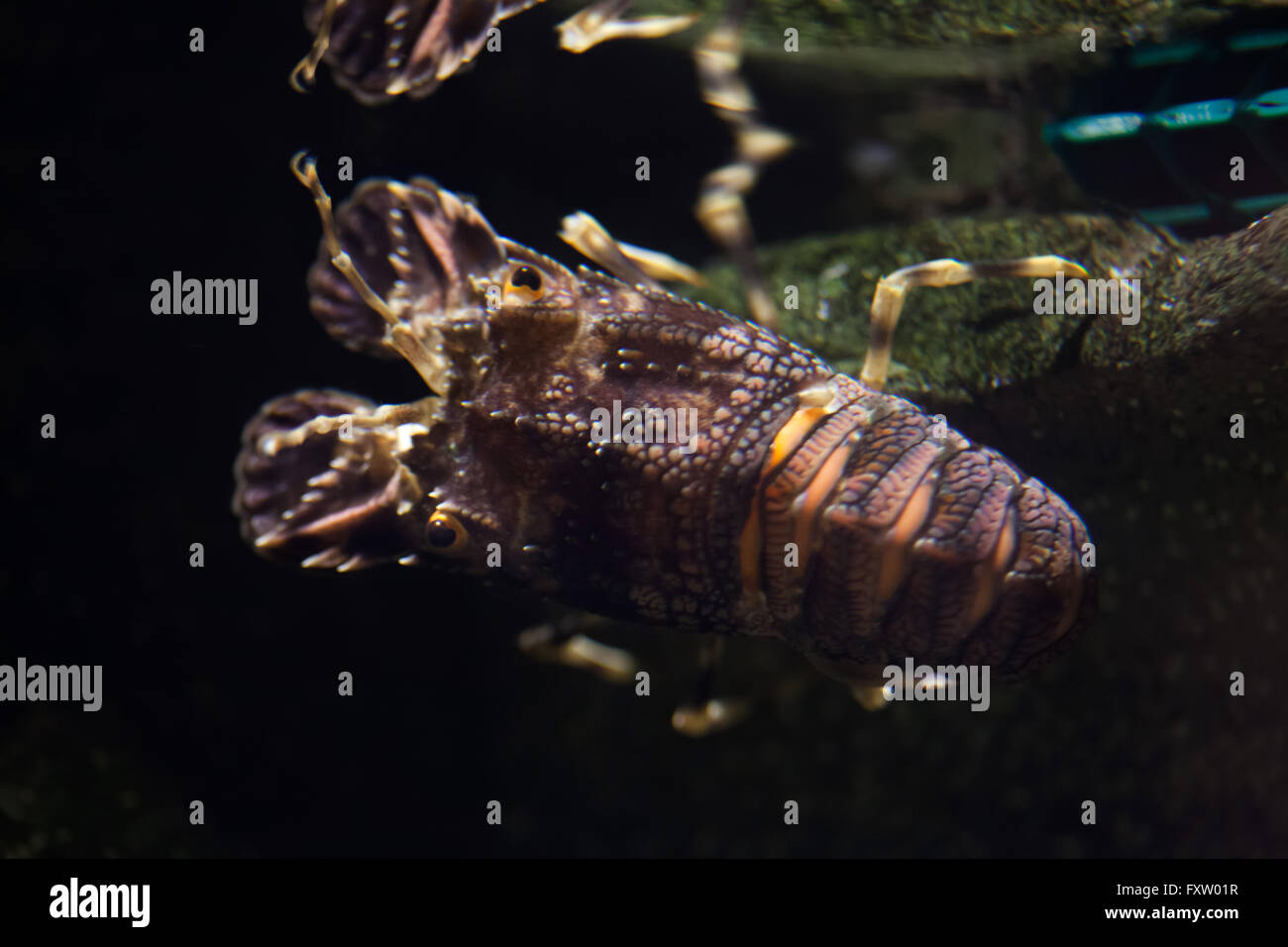 Small European locust lobster (Scyllarus arctus), also known as the ...