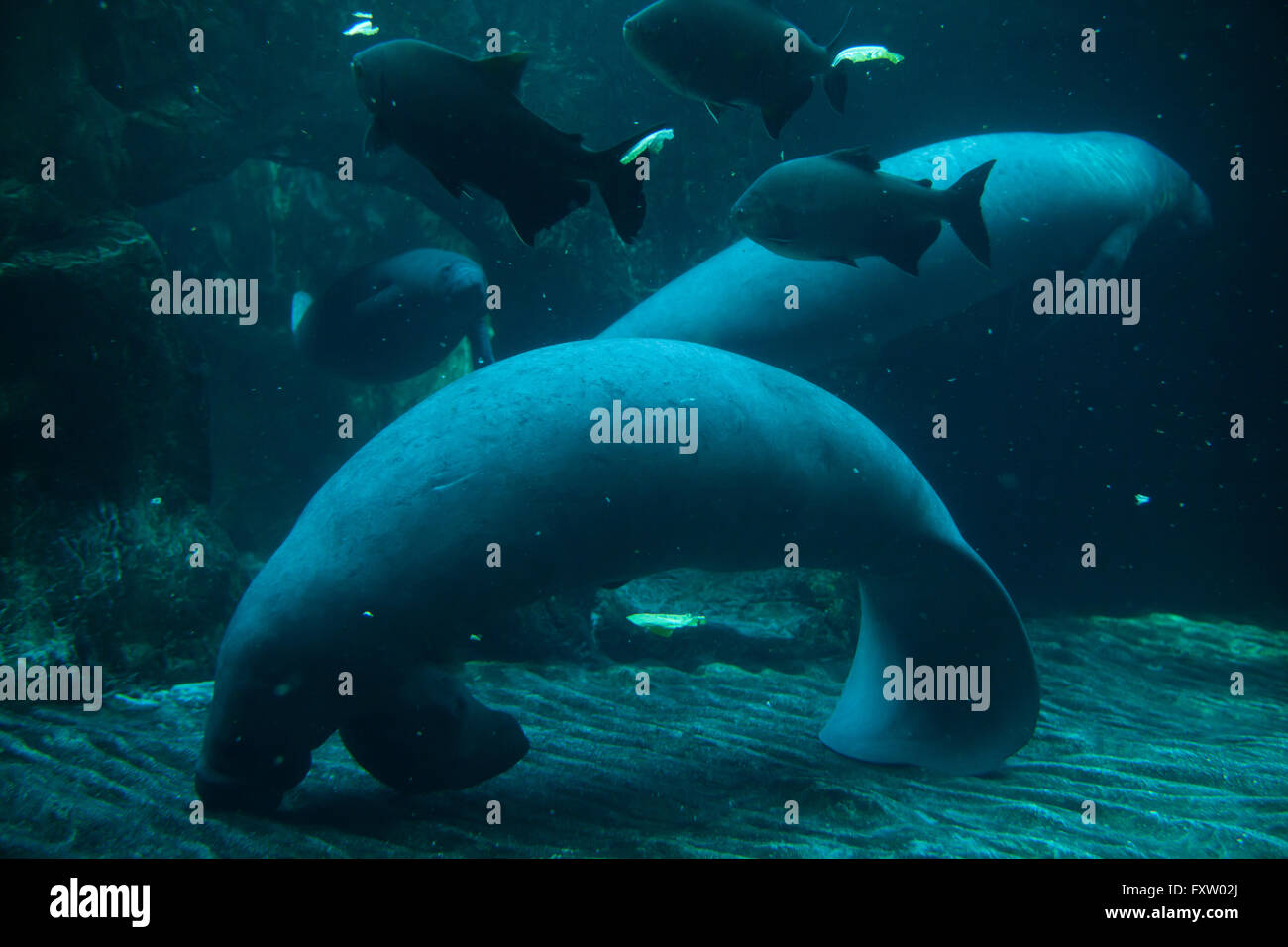 Manatee manatees hi-res stock photography and images - Alamy