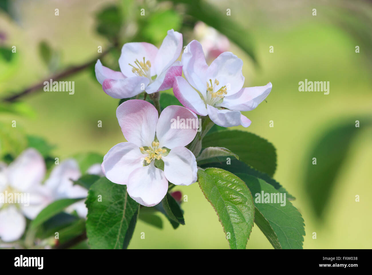 Blossoming apple branch white hi-res stock photography and images - Alamy