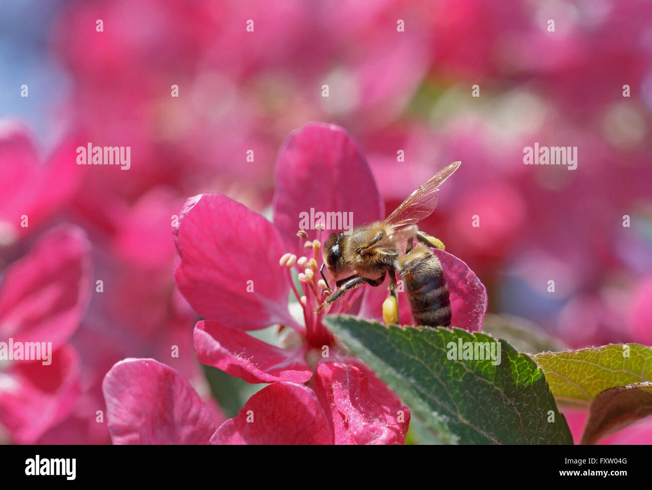 Pink blossom with insect hi-res stock photography and images - Alamy