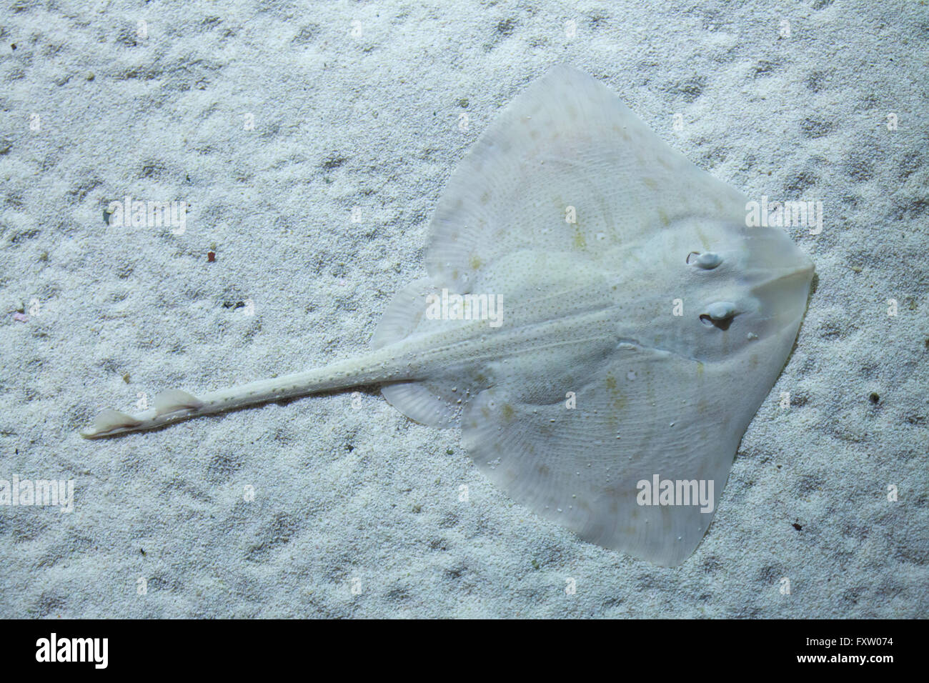 Thornback ray (Raja clavata), also known as the thornback skate in the ...