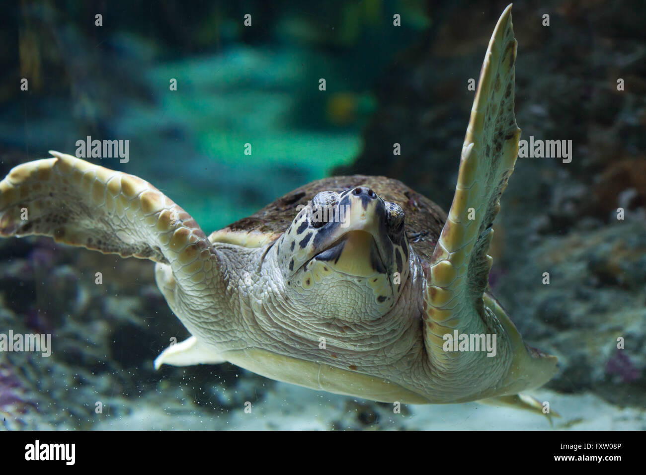 Loggerhead sea turtle (Caretta caretta), also known as the loggerhead ...