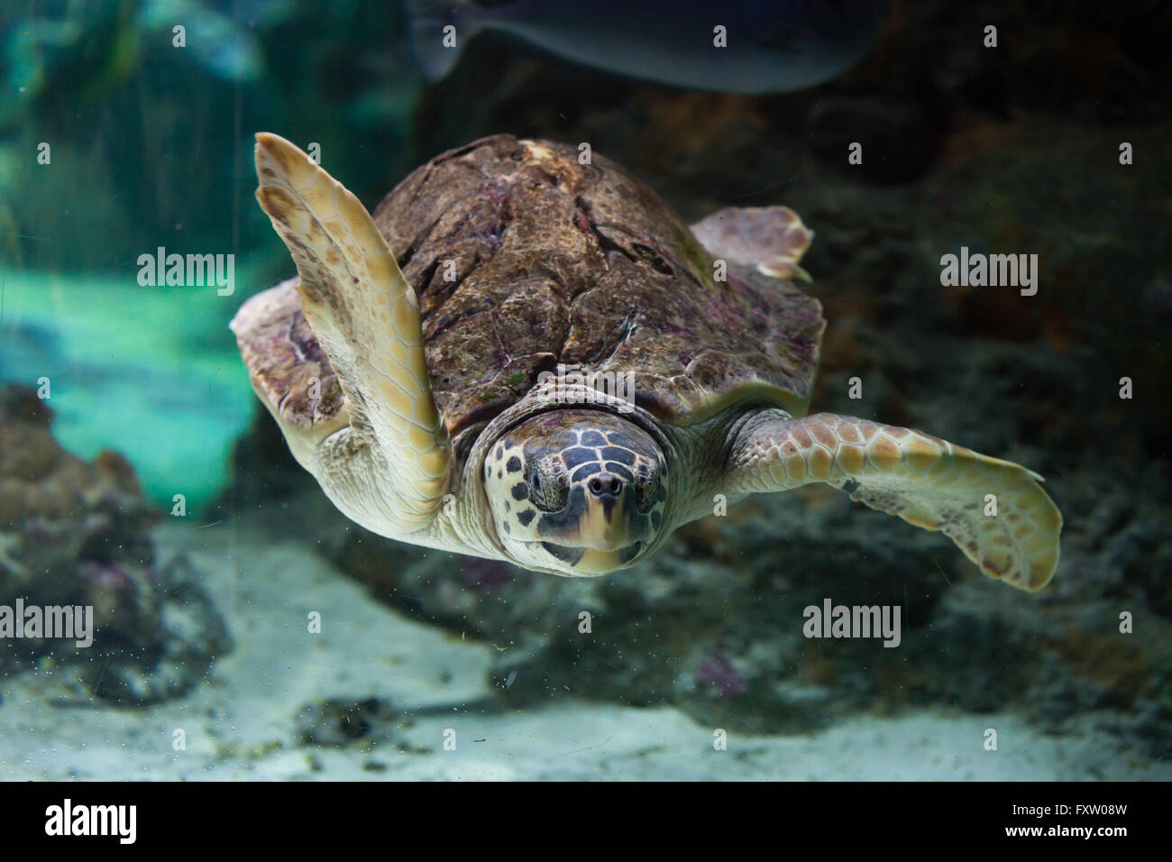 Loggerhead sea turtle (Caretta caretta), also known as the loggerhead ...