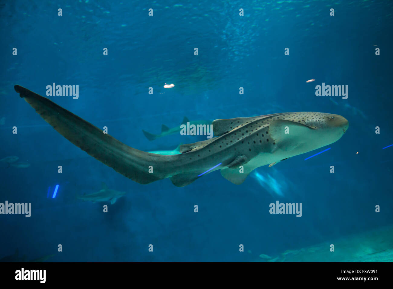 Stegostoma fasciatum High Resolution Stock Photography and Images - Alamy