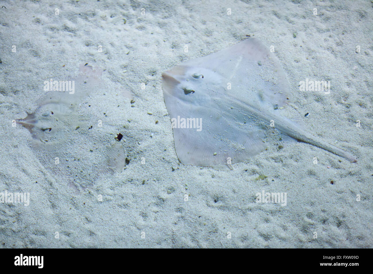 Thornback ray (Raja clavata), also known as the thornback skate in the ...