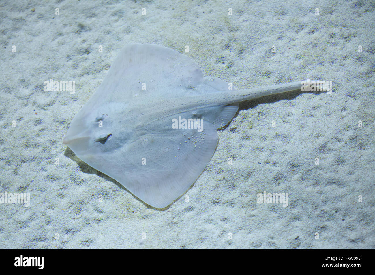 Thornback ray (Raja clavata), also known as the thornback skate in the ...