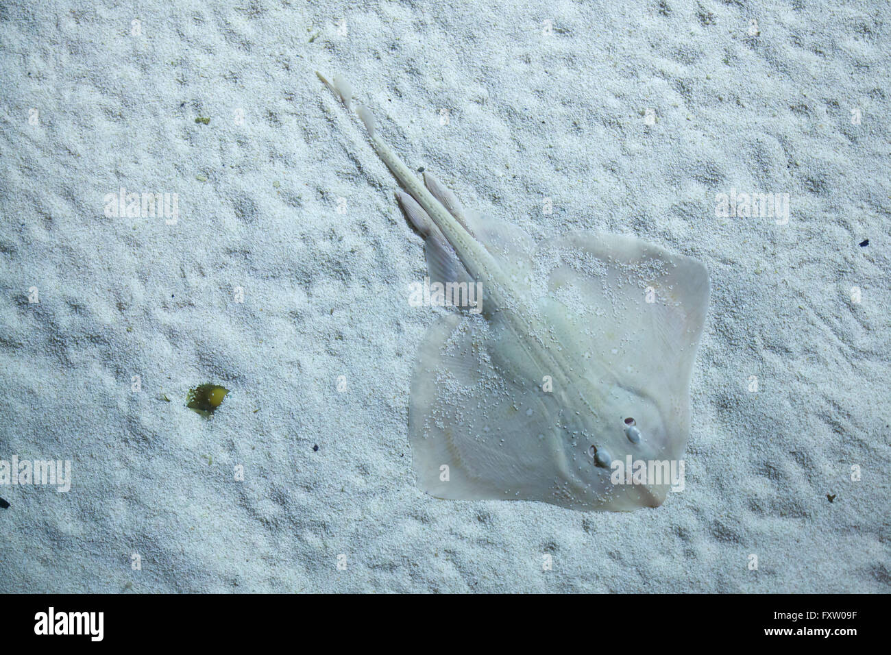 Thornback ray (Raja clavata), also known as the thornback skate in the ...