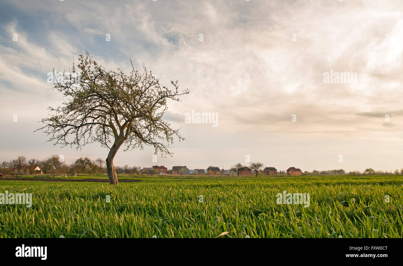 spring tree and blue sky Stock Photo - Alamy