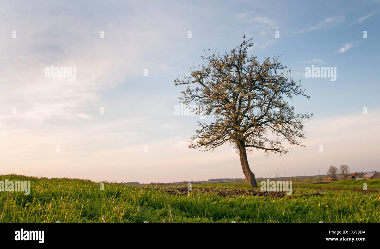 spring tree and blue sky Stock Photo - Alamy