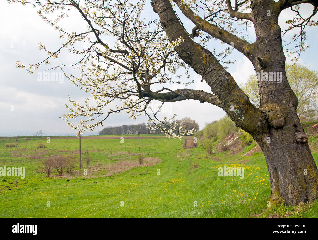 single blossoming tree in spring Stock Photo - Alamy