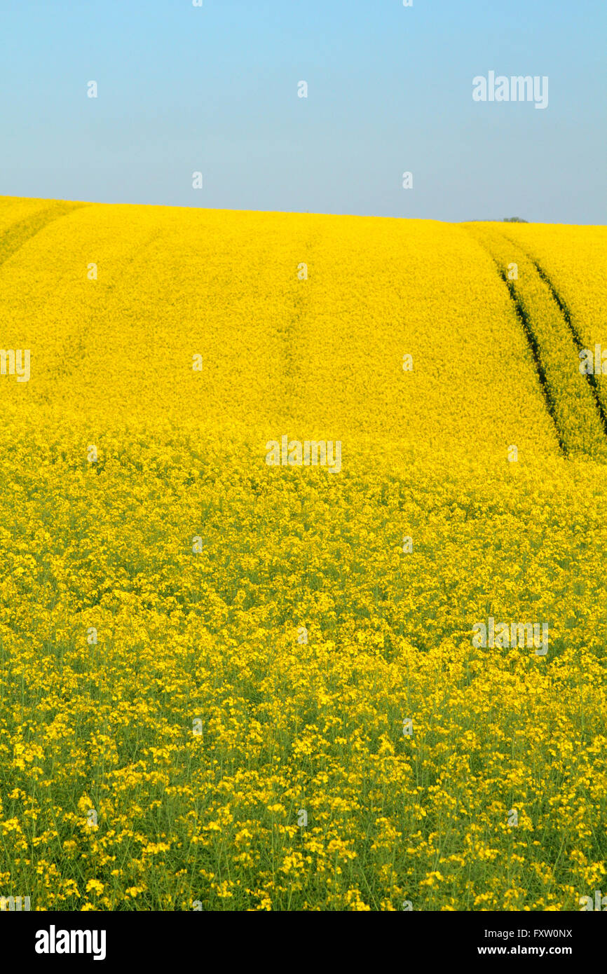 YELLOW RAPESEED FIELD EAST AYTON SCARBOROUGH NORTH YORKSHIRE 19 May ...