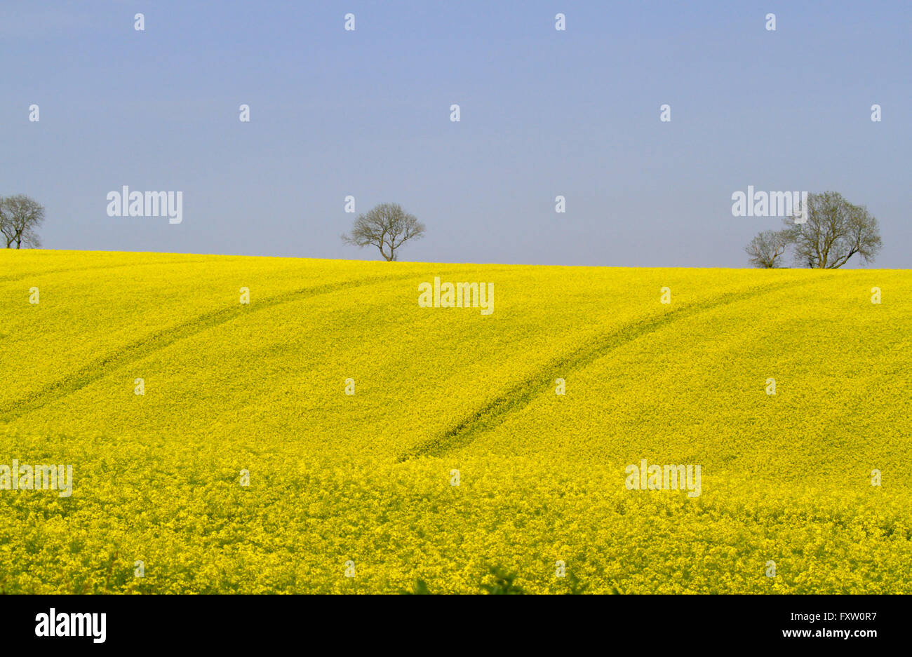 YELLOW RAPESEED FIELD EAST AYTON SCARBOROUGH NORTH YORKSHIRE 19 May ...