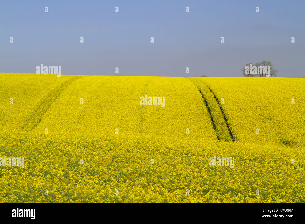 YELLOW RAPESEED FIELD EAST AYTON SCARBOROUGH NORTH YORKSHIRE 19 May ...