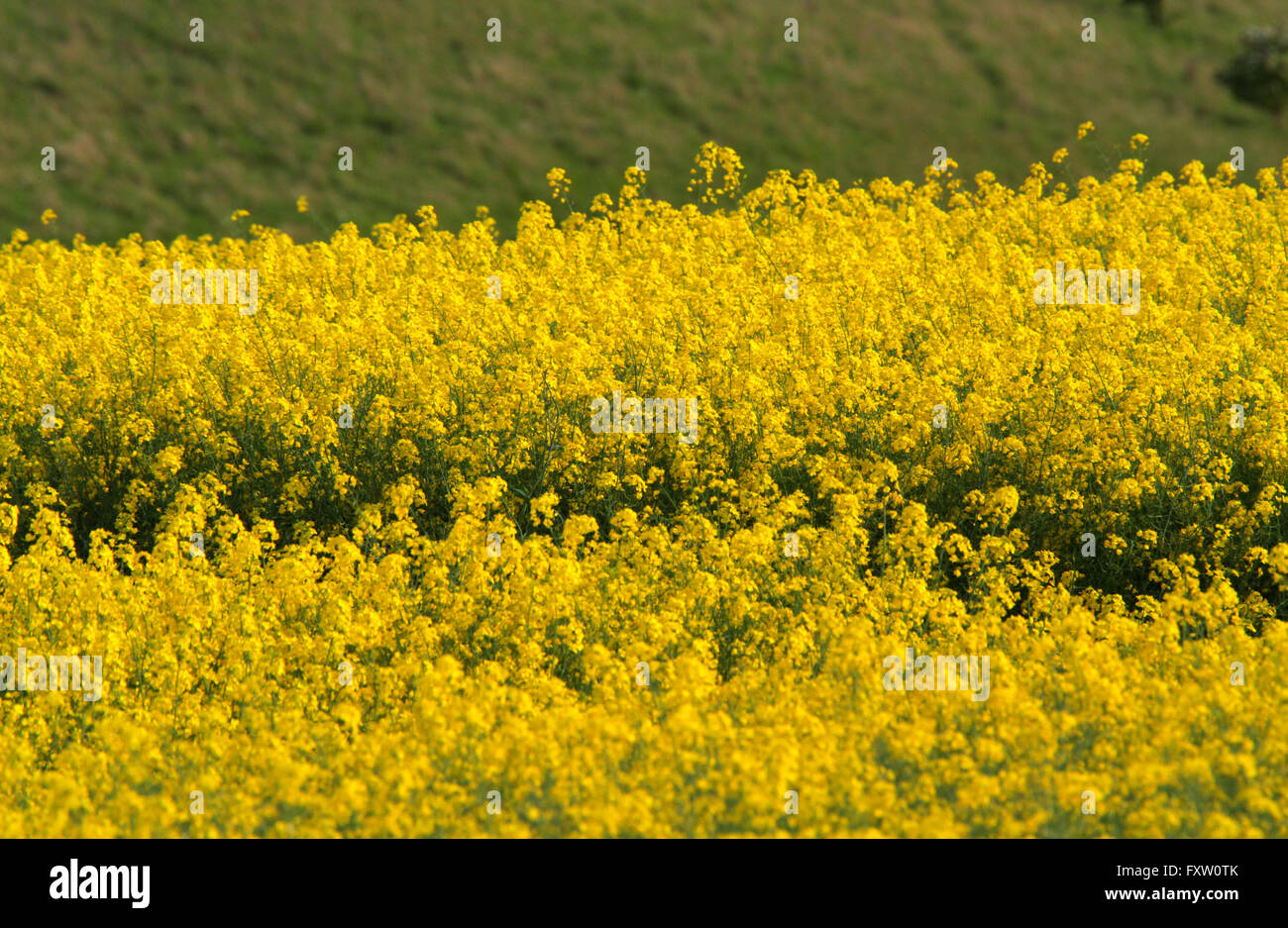 YELLOW RAPESEED PLANTS EAST AYTON SCARBOROUGH NORTH YORKSHIRE 19 May ...