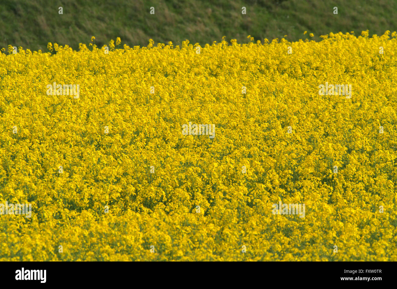 YELLOW RAPESEED FIELD EAST AYTON SCARBOROUGH NORTH YORKSHIRE 19 May ...