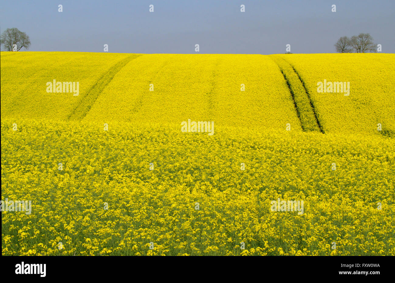 YELLOW RAPESEED FIELD EAST AYTON SCARBOROUGH NORTH YORKSHIRE 19 May ...