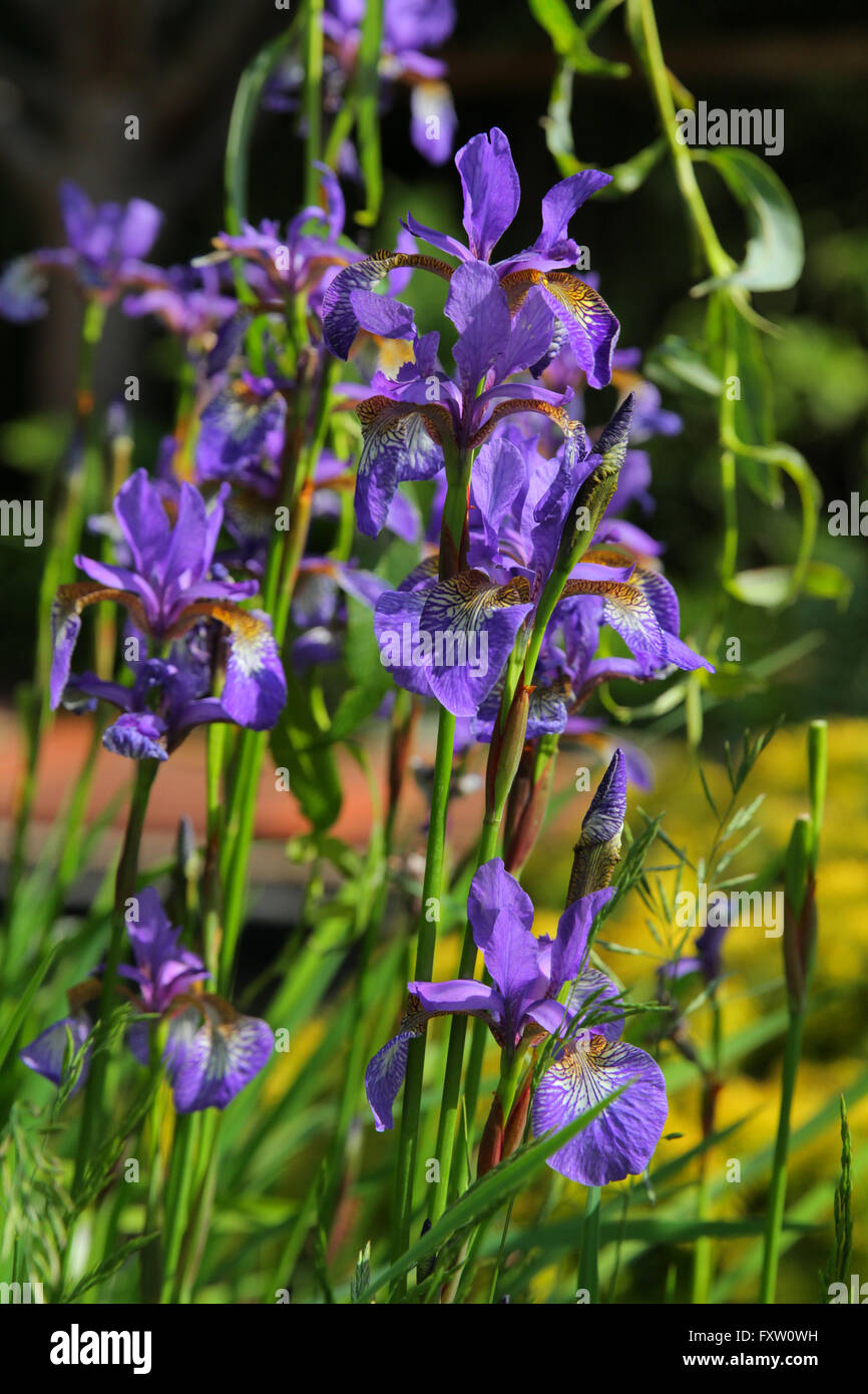 Iris Versicolor High Resolution Stock Photography and Images - Alamy