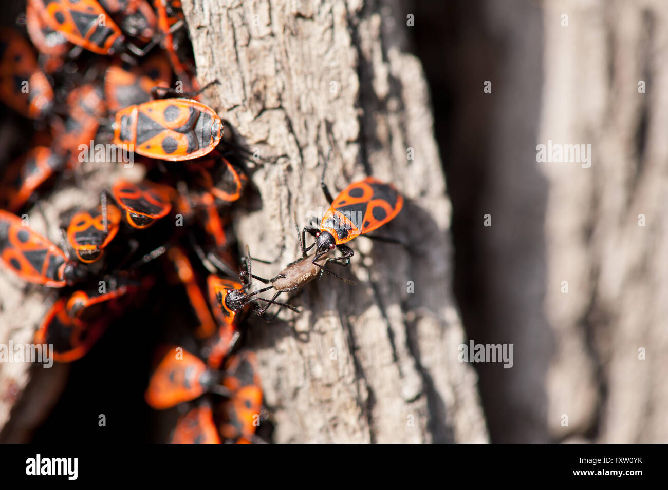 Eating insects hi-res stock photography and images - Alamy