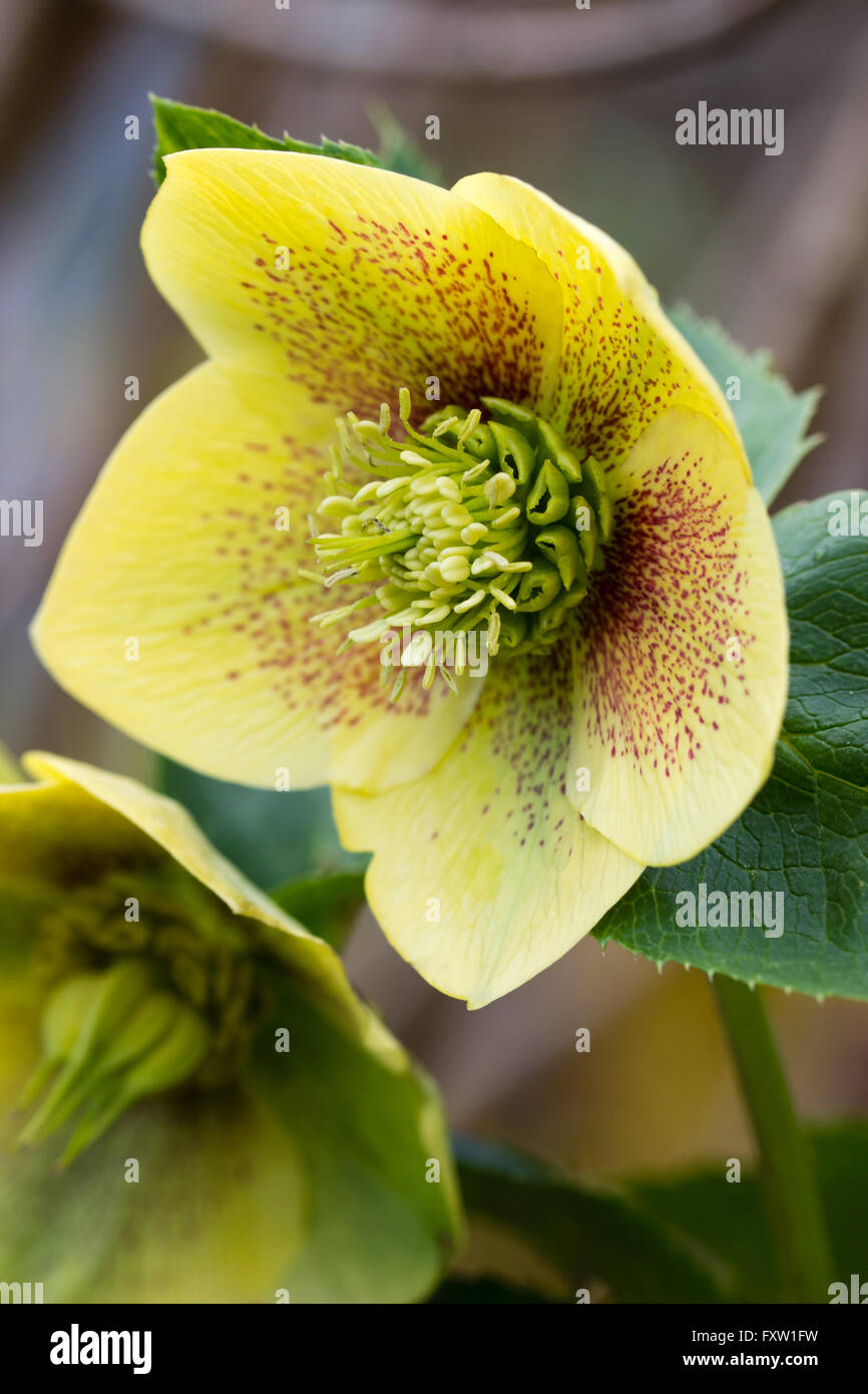 Red spotted gold flower of an Ashwood Hybrid Hellebore, Helleborus x ...